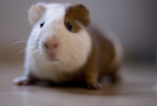 guinea pig care guide | stanley veterinary centre